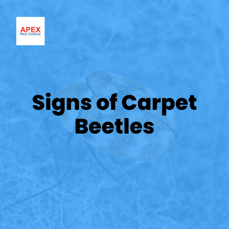 Carpet Beetle Warning Signs – Apex Pest Control