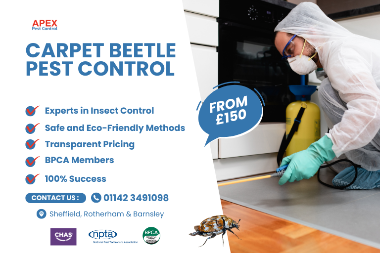 Carpet Beetle Pest Management – Apex Pest Control